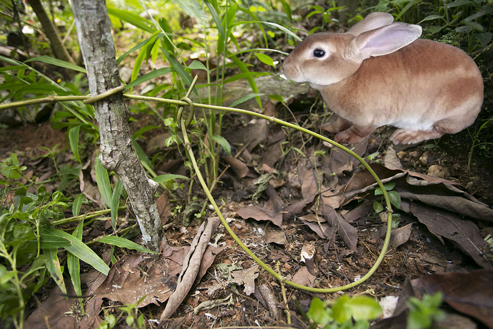 The Snare Poem By James Stephens - Stanza wise Explanation and Analysis ...